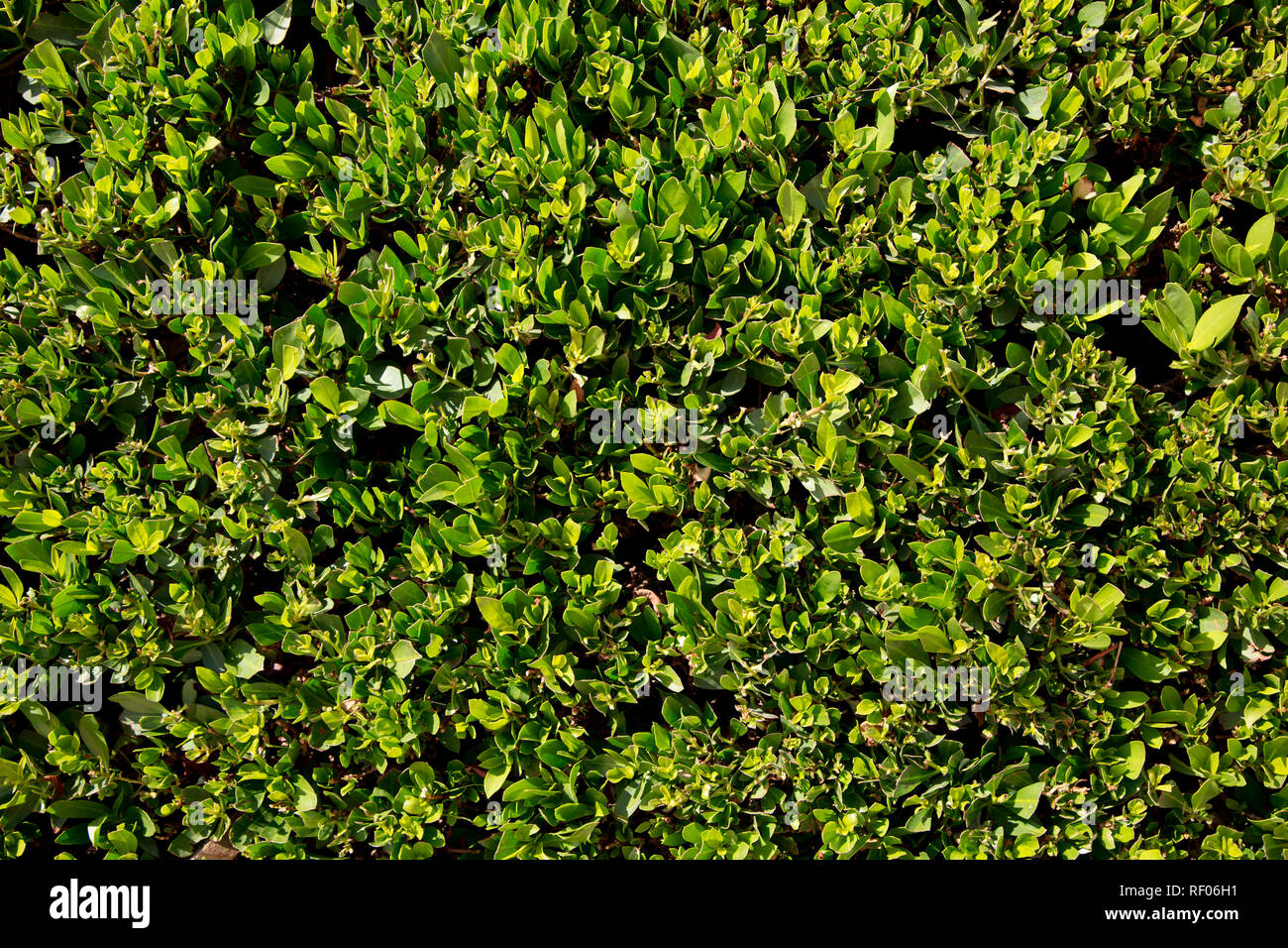 Green bush for background Stock Photo - Alamy