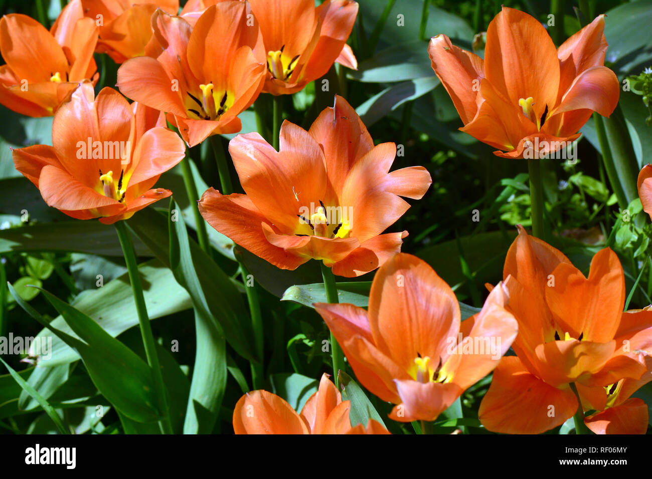 Tulpen tulipa sp hi-res stock photography and images - Alamy