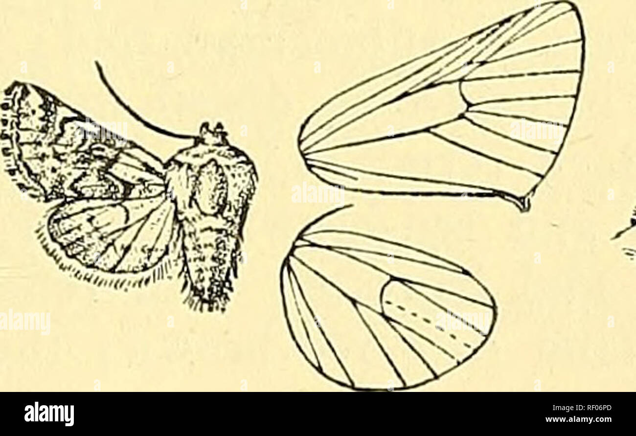 . Catalogue of the Lepidoptera Phalaenae in the British Museum. Moths ...