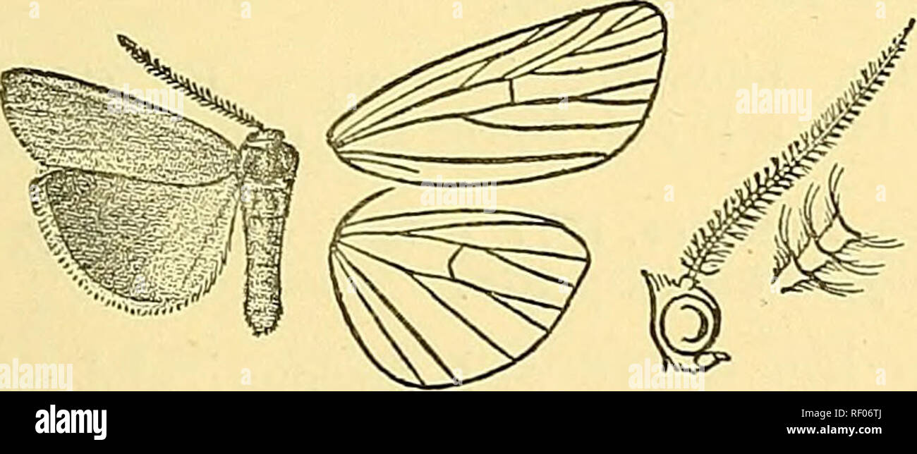 . Catalogue of the Lepidoptera Phalaenae in the British Museum. Moths ...