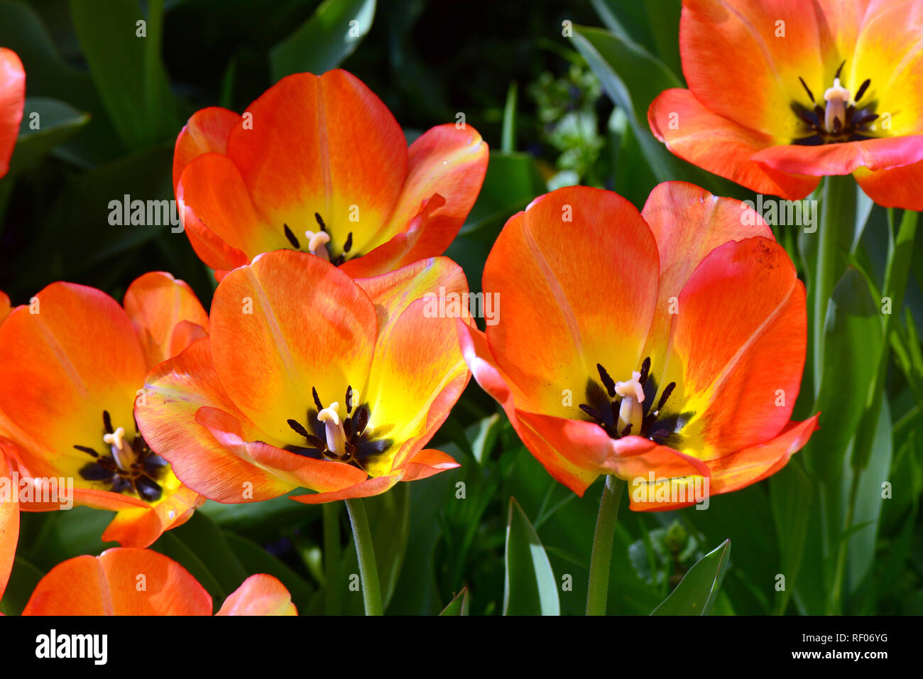 Tulip, Tulpen, tulipán, Tulipa sp Stock Photo - Alamy