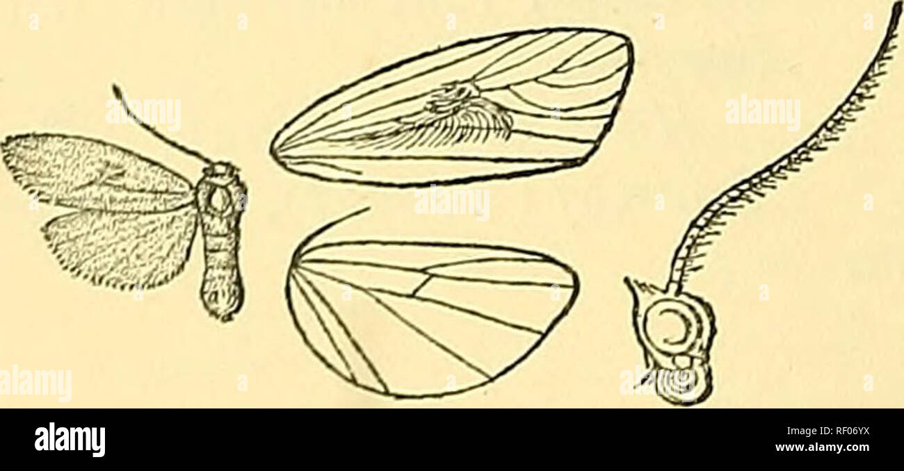 . Catalogue of the Lepidoptera Phalaenae in the British Museum. Moths ...