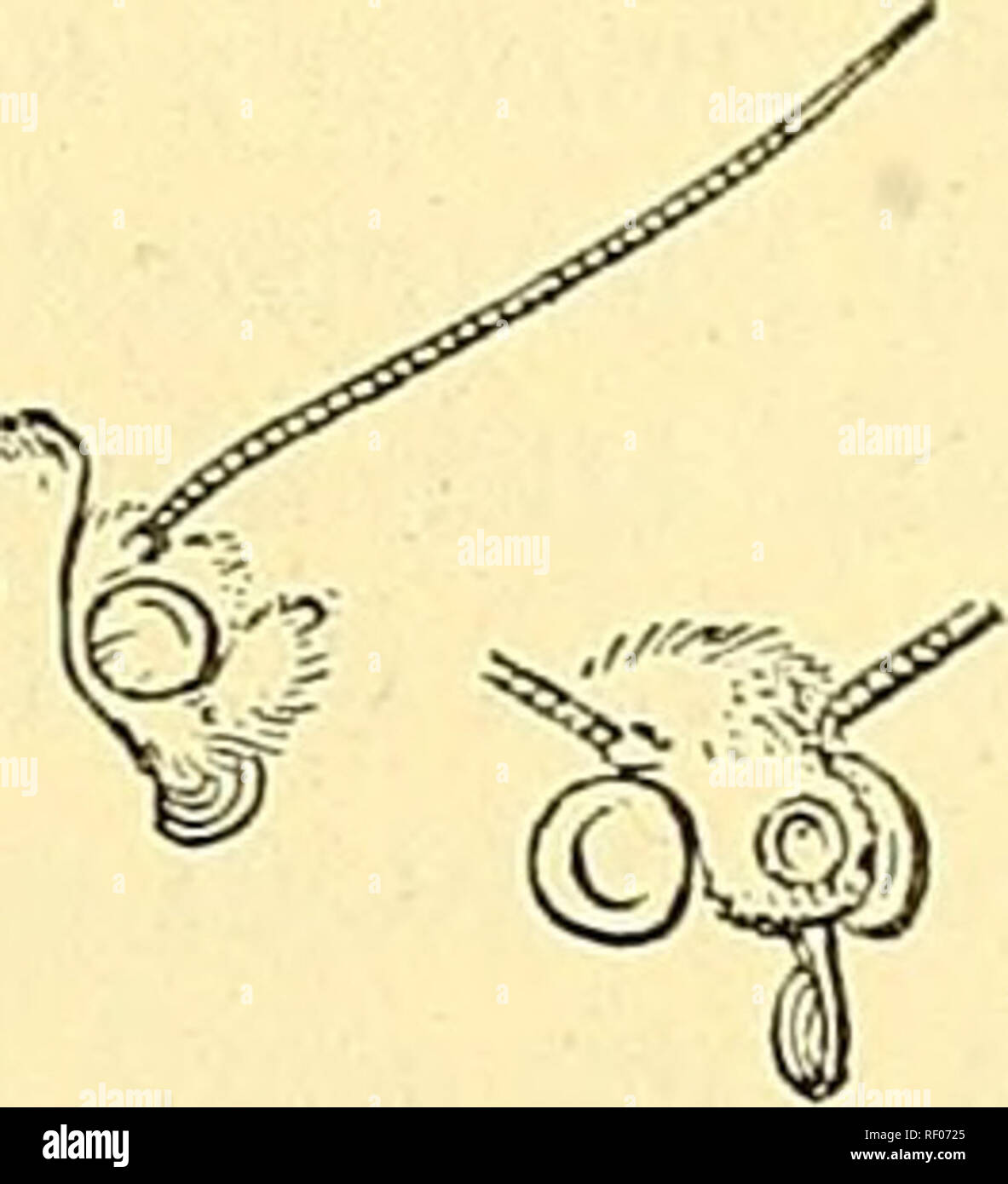 . Catalogue of the Lepidoptera Phalaenae in the British Museum. Moths ...