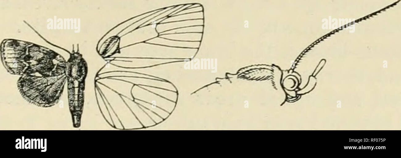 . Catalogue of Lepidoptera Phalaenae in the British Museum. Supplement ...