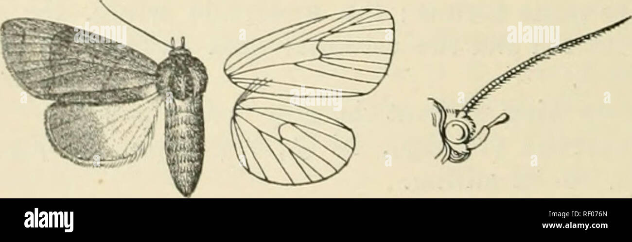 . Catalogue of Lepidoptera Phalaenae in the British Museum. Supplement ...