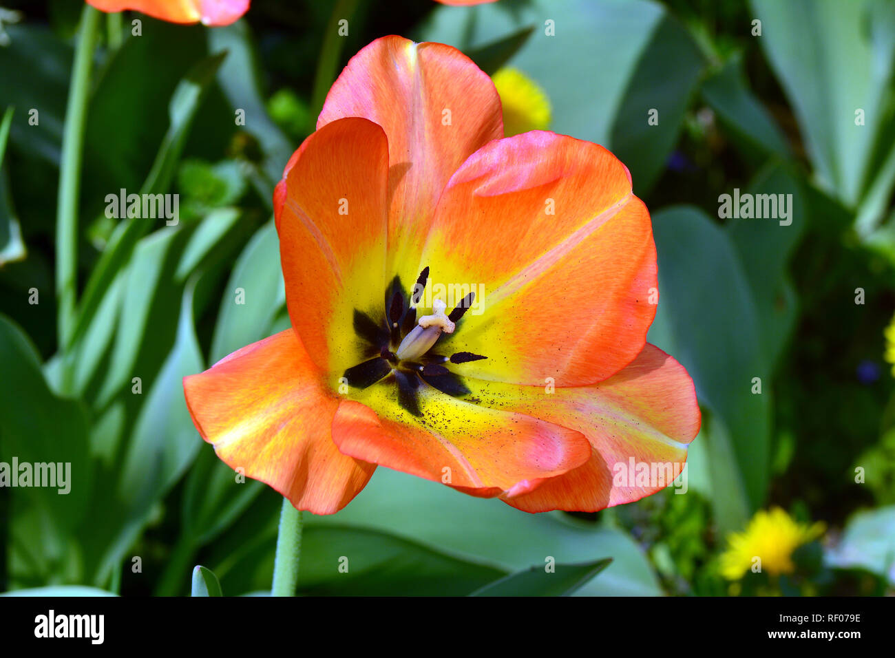 Tulip, Tulpen, tulipán, Tulipa sp Stock Photo - Alamy