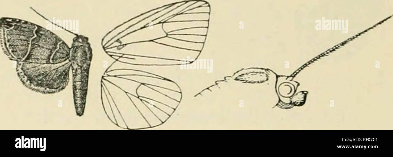 . Catalogue of Lepidoptera Phalaenae in the British Museum. Supplement ...