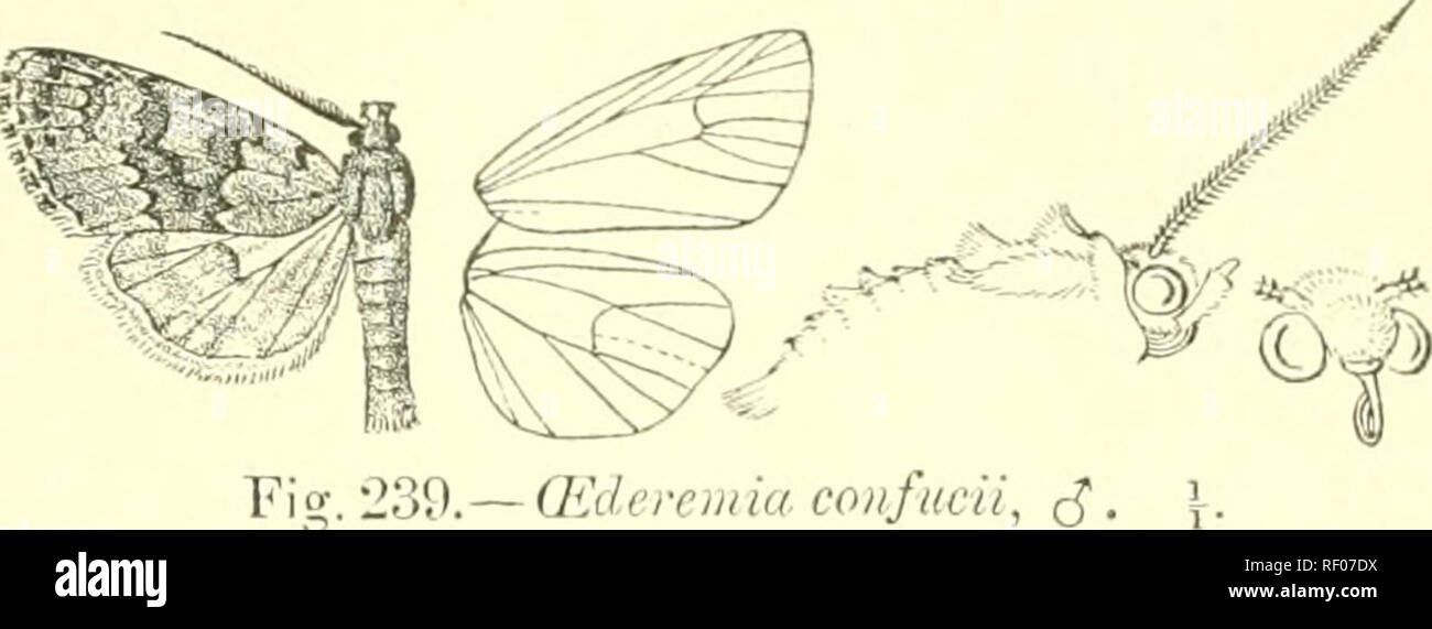. Catalogue of Lepidoptera Phalaenae in the British Museum. Moths ...