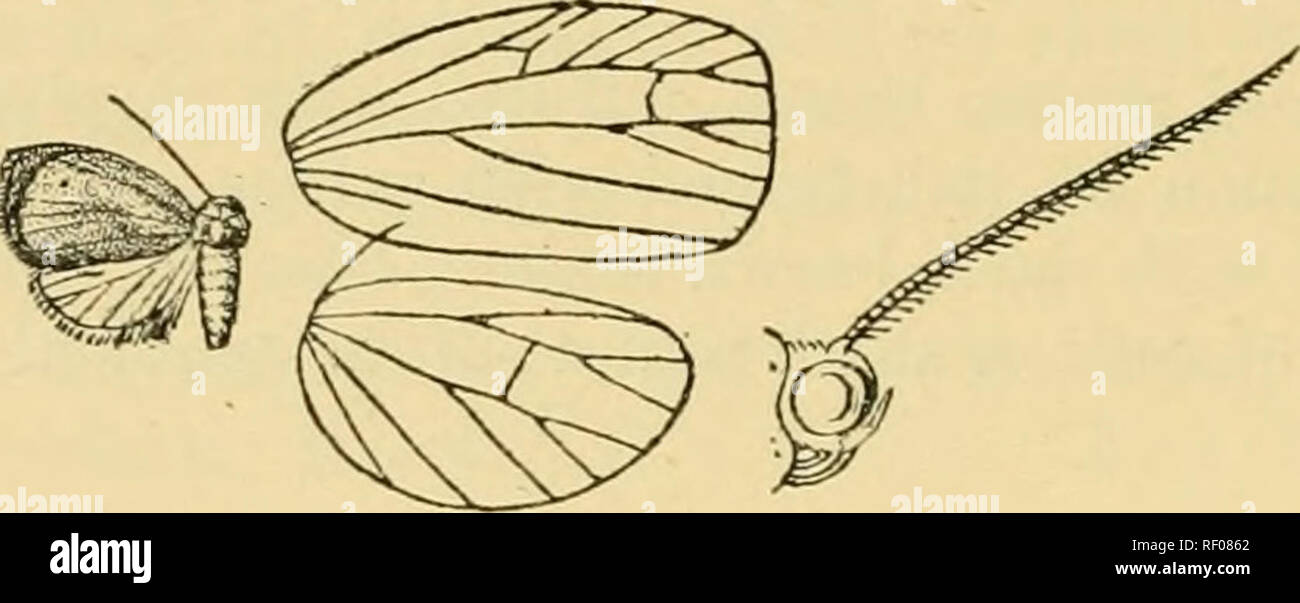 . Catalogue of the Lepidoptera Phalænæ in the British museum. Moths ...