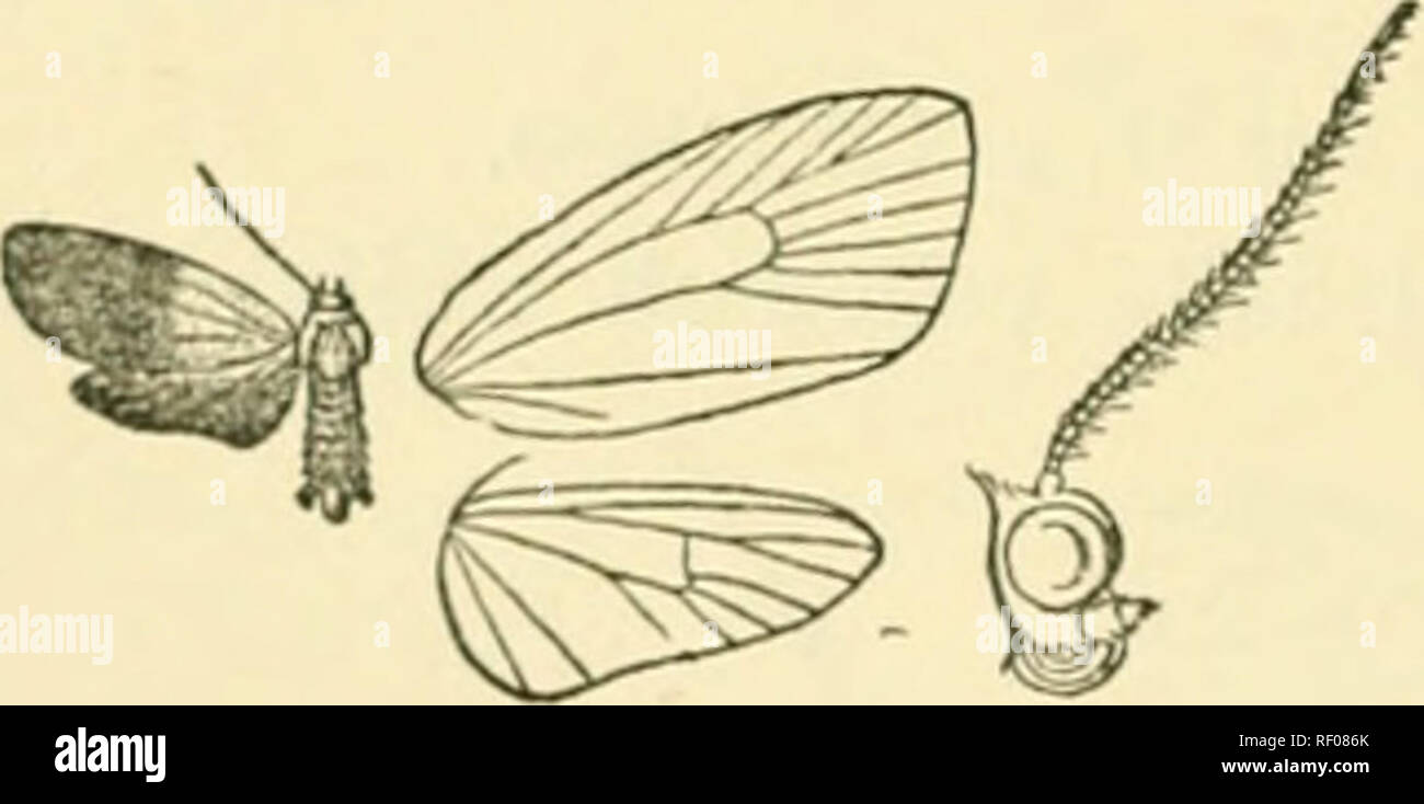 . Catalogue of Lepidoptera Phalaenae in the British Museum. Moths. B ...