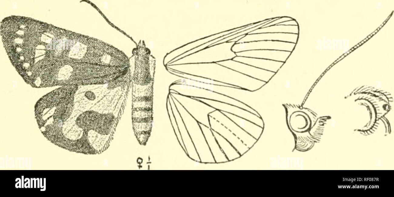 . Catalogue of Lepidoptera Phalaenae in the British Museum. Moths ...