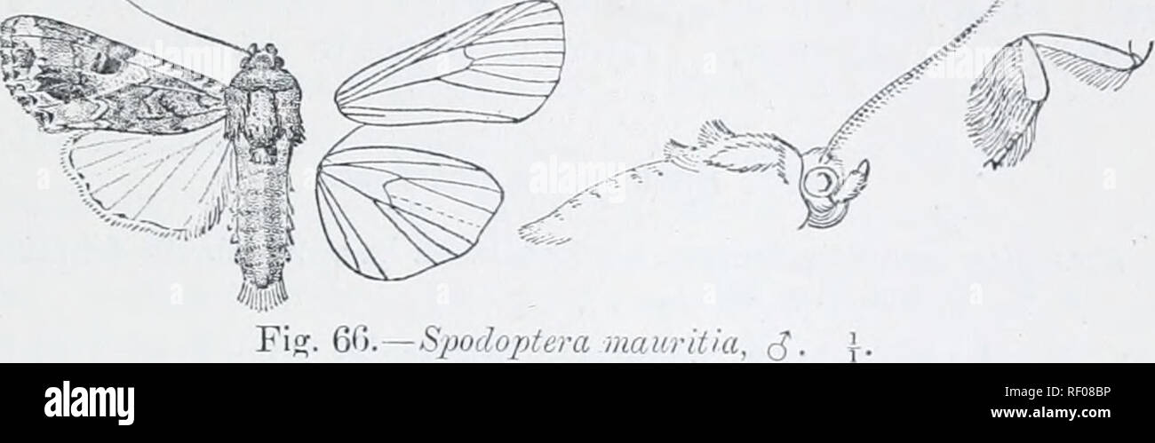 . Catalogue of Lepidoptera Phalaenae in the British Museum. Moths ...