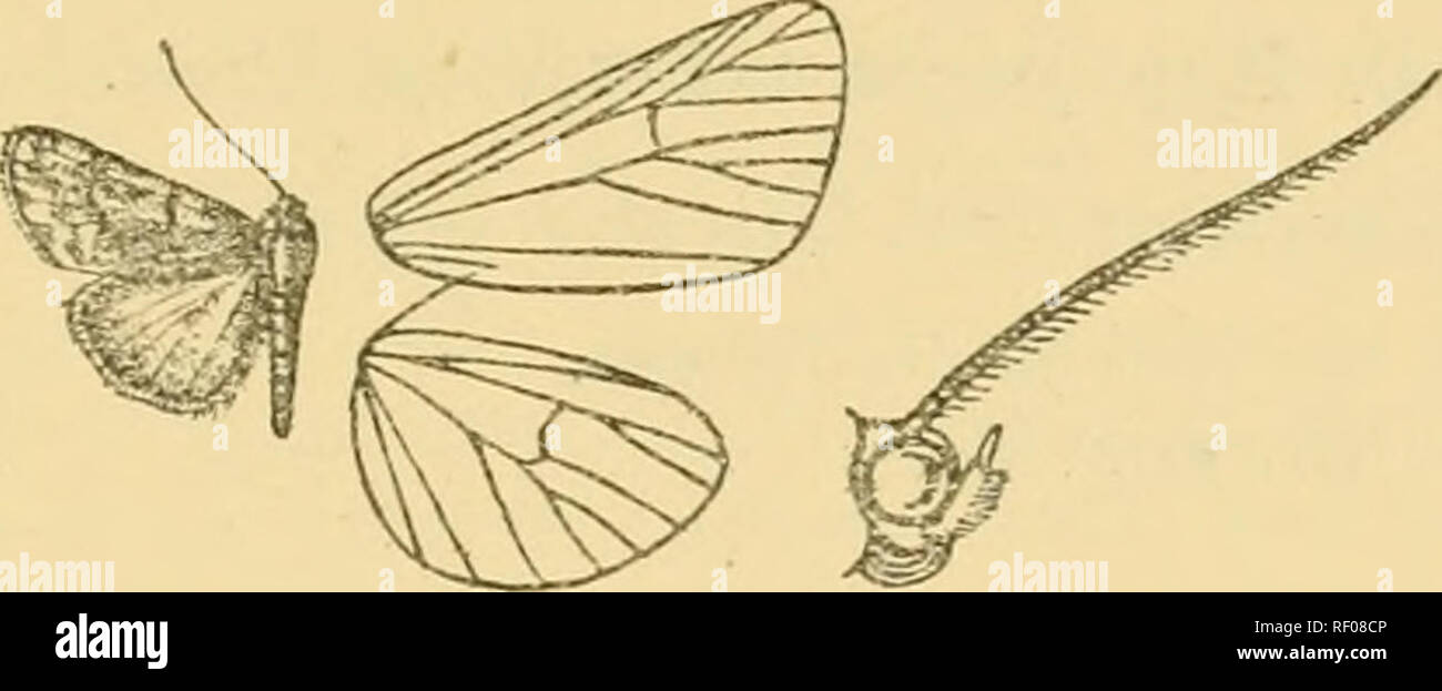 . Catalogue of the Lepidoptera PhalÃ¦nÃ¦ in the British museum. Moths ...