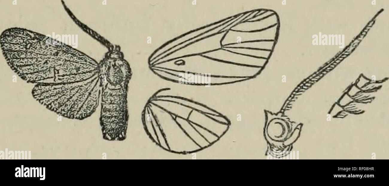 . Catalogue of the Lepidoptera Phalænæ in the British Museum. British ...