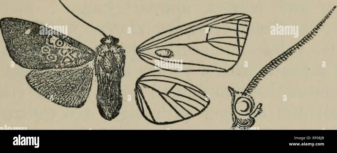 . Catalogue of the Lepidoptera Phalænæ in the British Museum. British ...