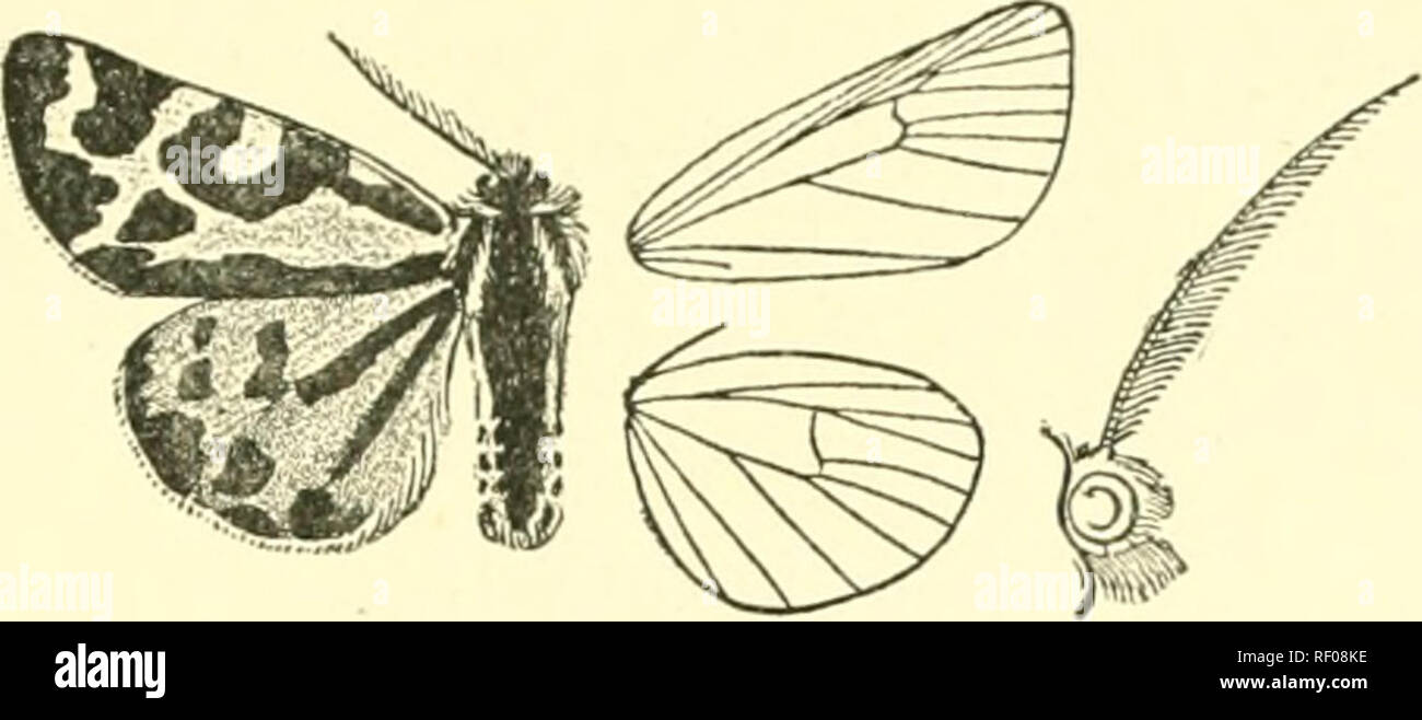. Catalogue of Lepidoptera Phalaenae in the British Museum. Moths ...