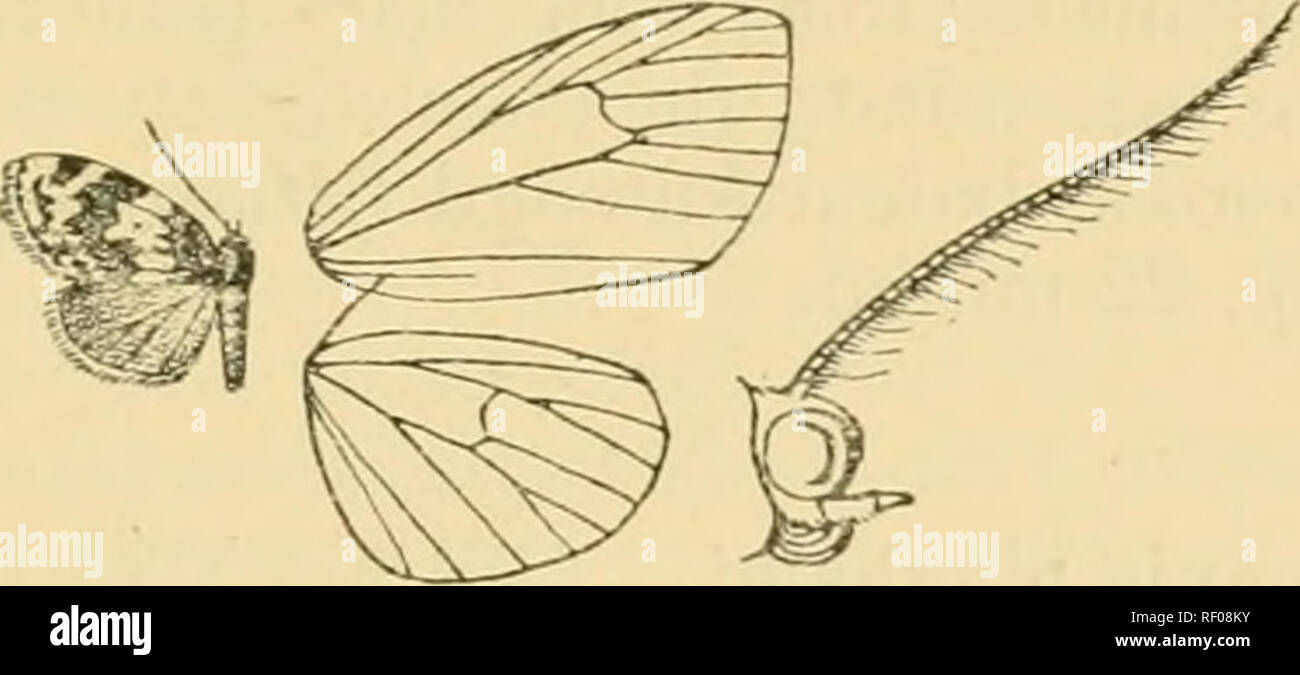 . Catalogue of the Lepidoptera Phalænæ in the British museum. Moths ...