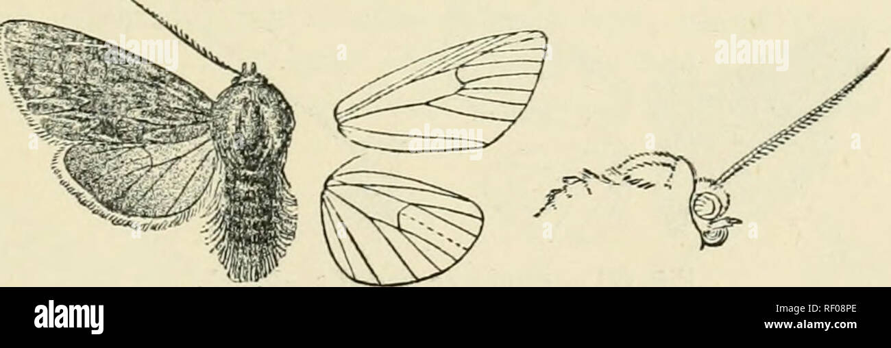 Bipectinate antennae hi-res stock photography and images - Alamy