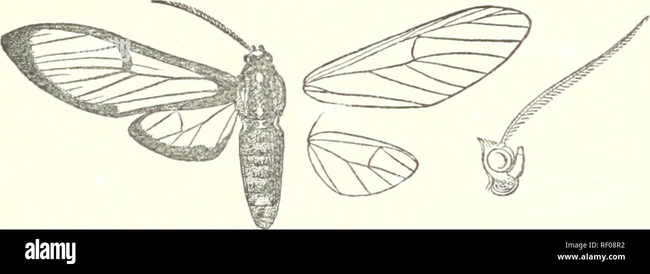 . Catalogue of the Lepidoptera Phalænæ in the British Museum. British ...