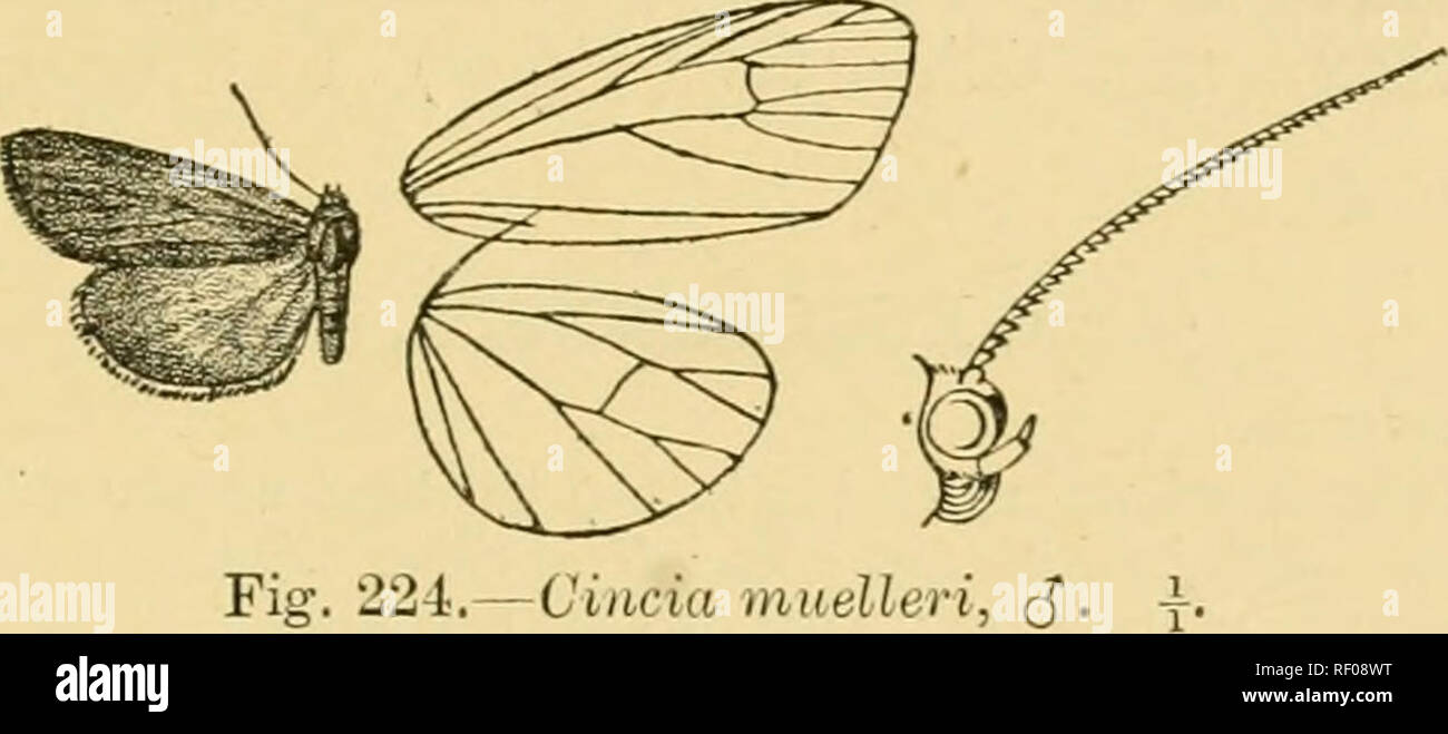 Black basal veins hi-res stock photography and images - Alamy