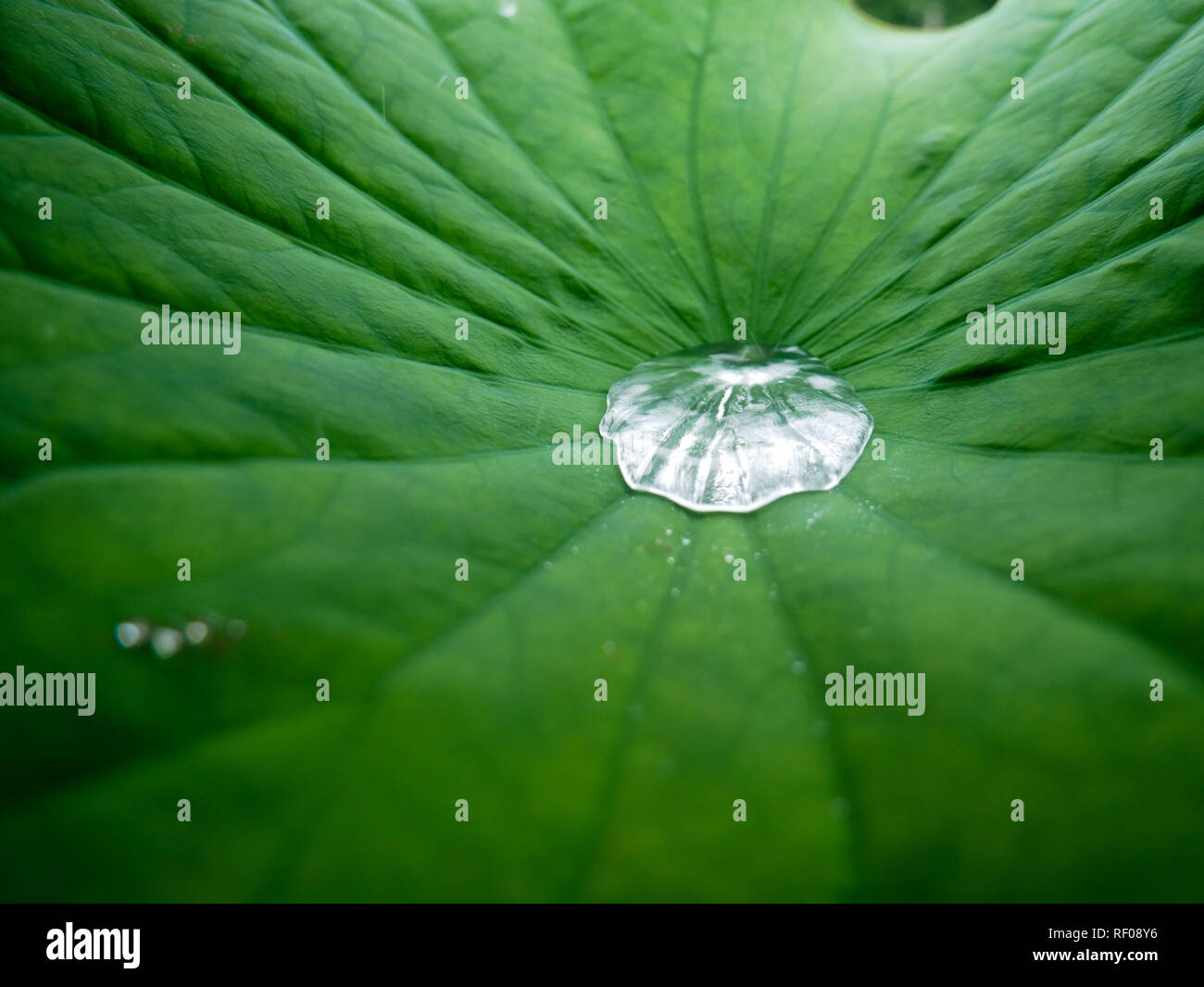Water drop on lotus leaf hi-res stock photography and images - Alamy