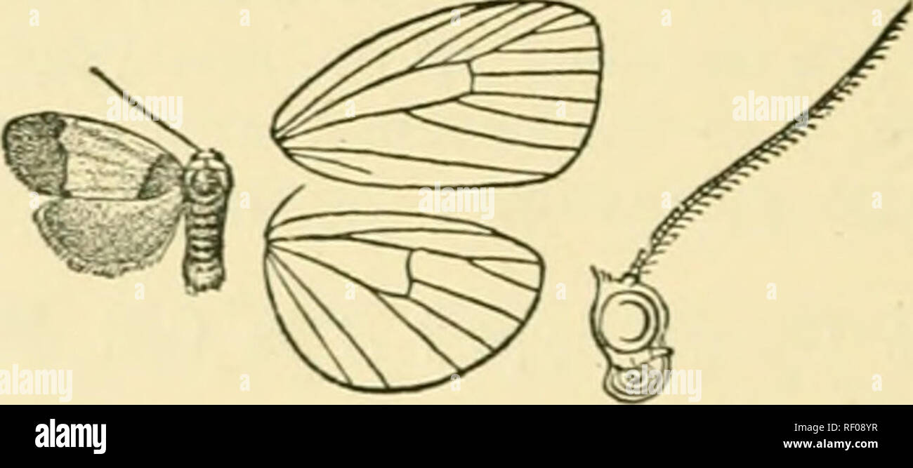 . Catalogue of Lepidoptera Phalaenae in the British Museum. Moths. 334 ...