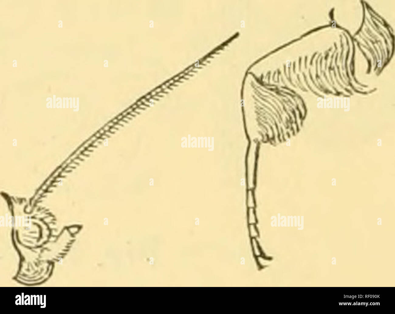 Peak 2 peak terminal hi-res stock photography and images - Alamy