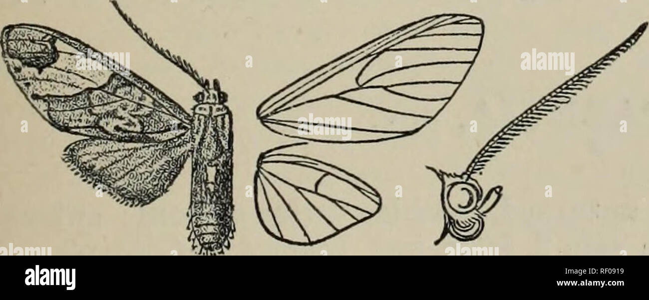 . Catalogue of the Lepidoptera PhalÃ¦nÃ¦ in the British Museum. British ...