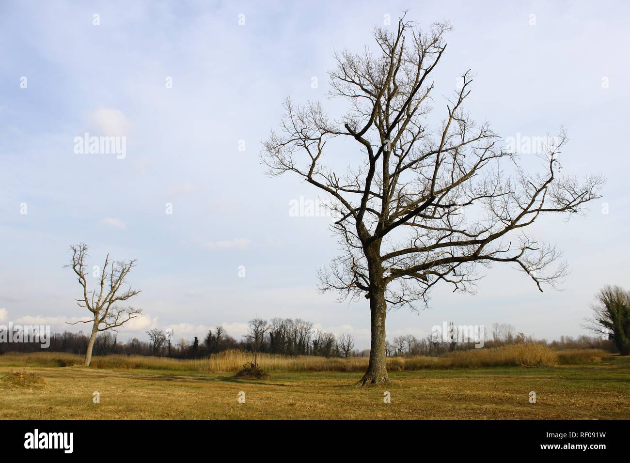 Death trees hi-res stock photography and images - Alamy