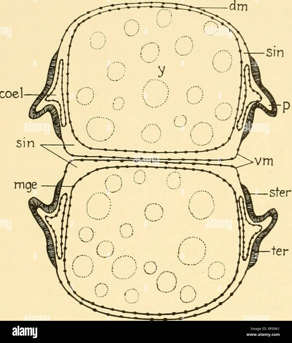 . Embryology of insects and myriapods; the developmental history of ...