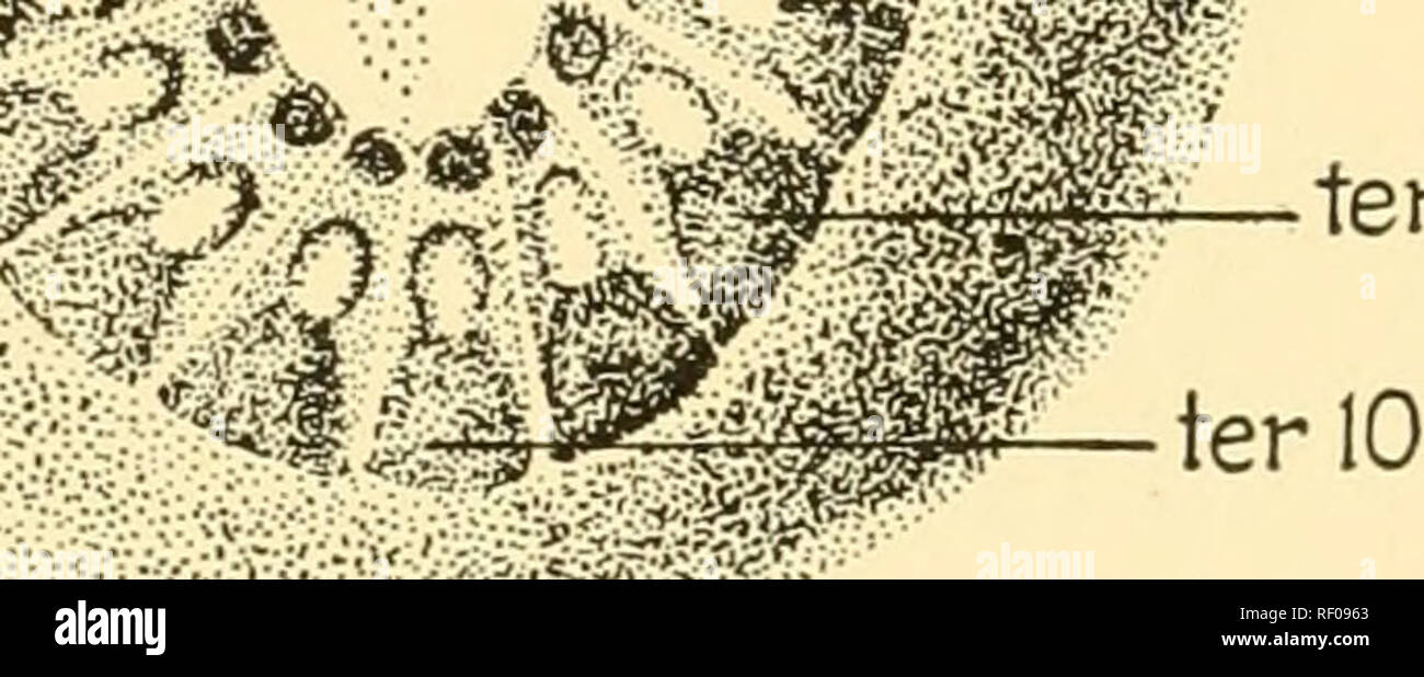 . Embryology of insects and myriapods; the developmental history of ...