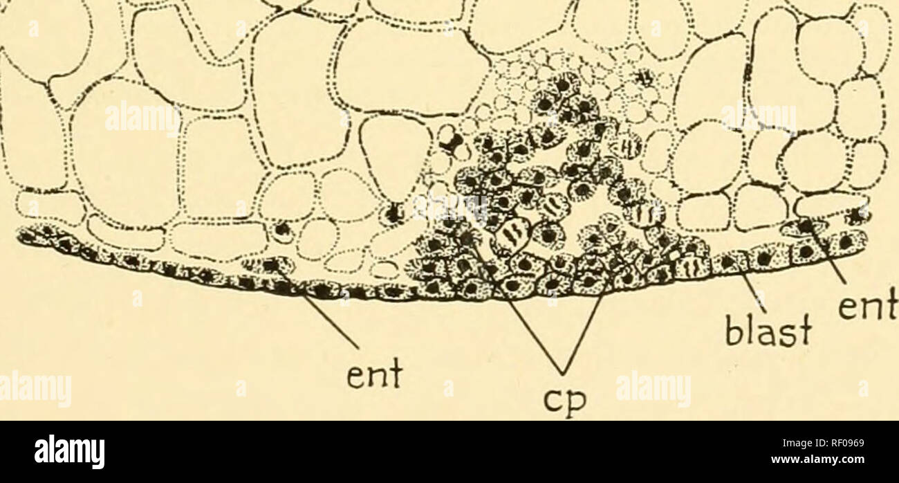 . Embryology of insects and myriapods; the developmental history of ...