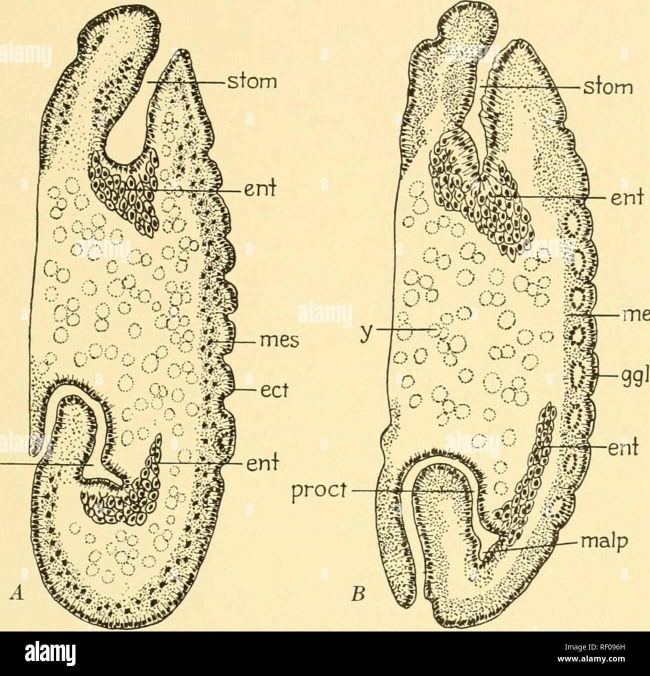 . Embryology of insects and myriapods; the developmental history of ...