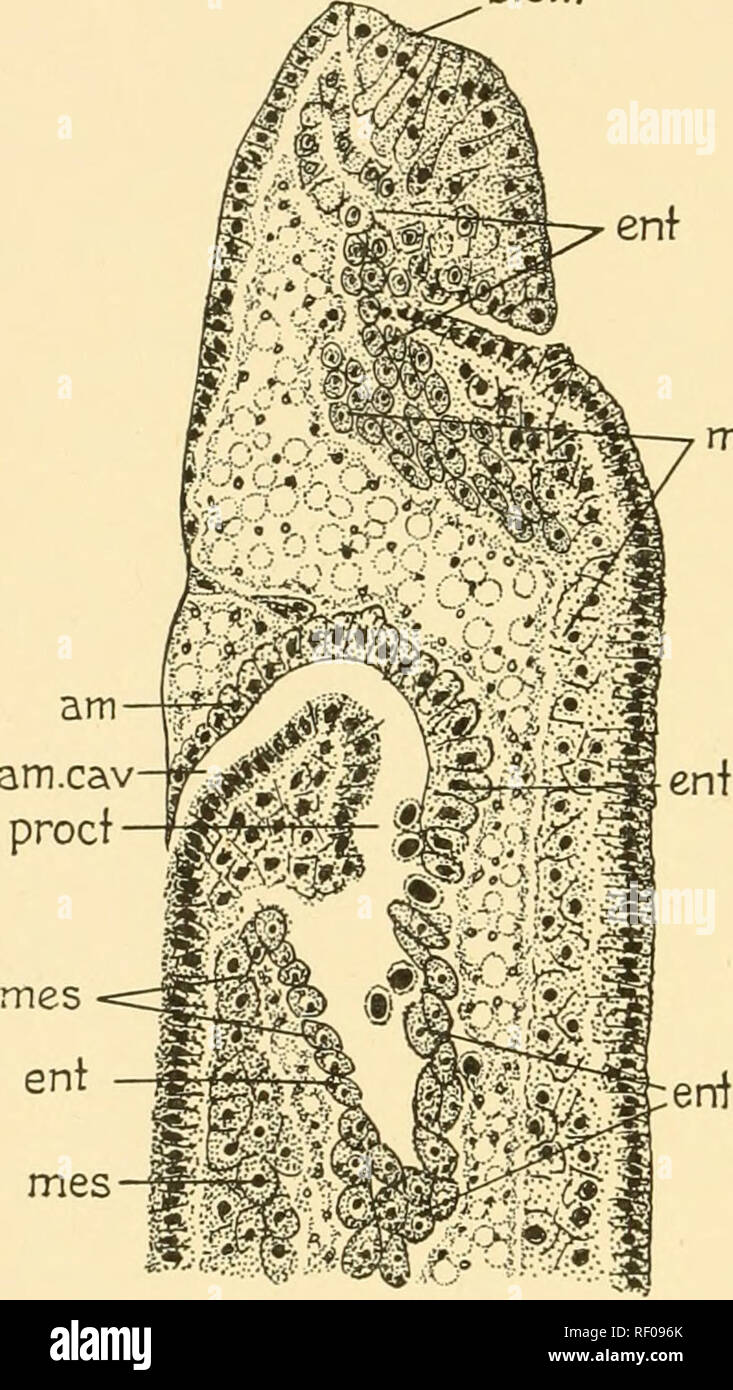 . Embryology of insects and myriapods; the developmental history of ...