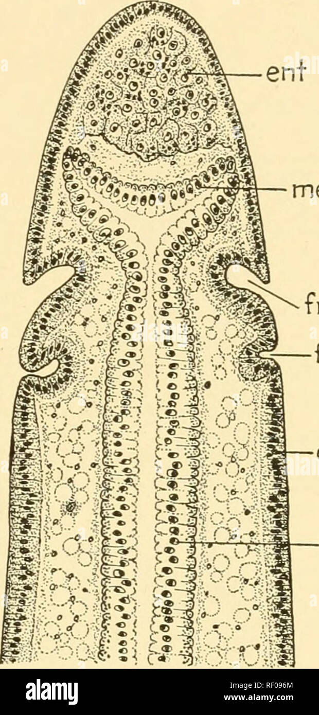 . Embryology of insects and myriapods; the developmental history of ...