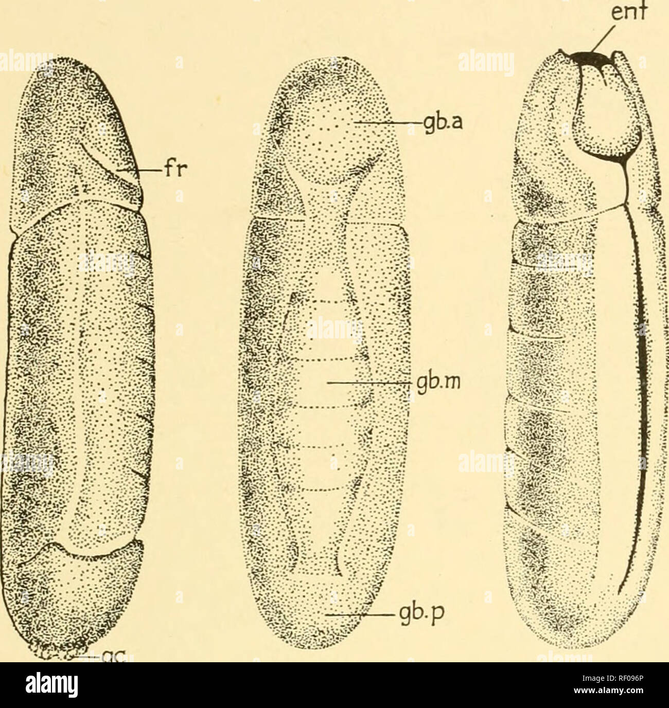 . Embryology of insects and myriapods; the developmental history of ...