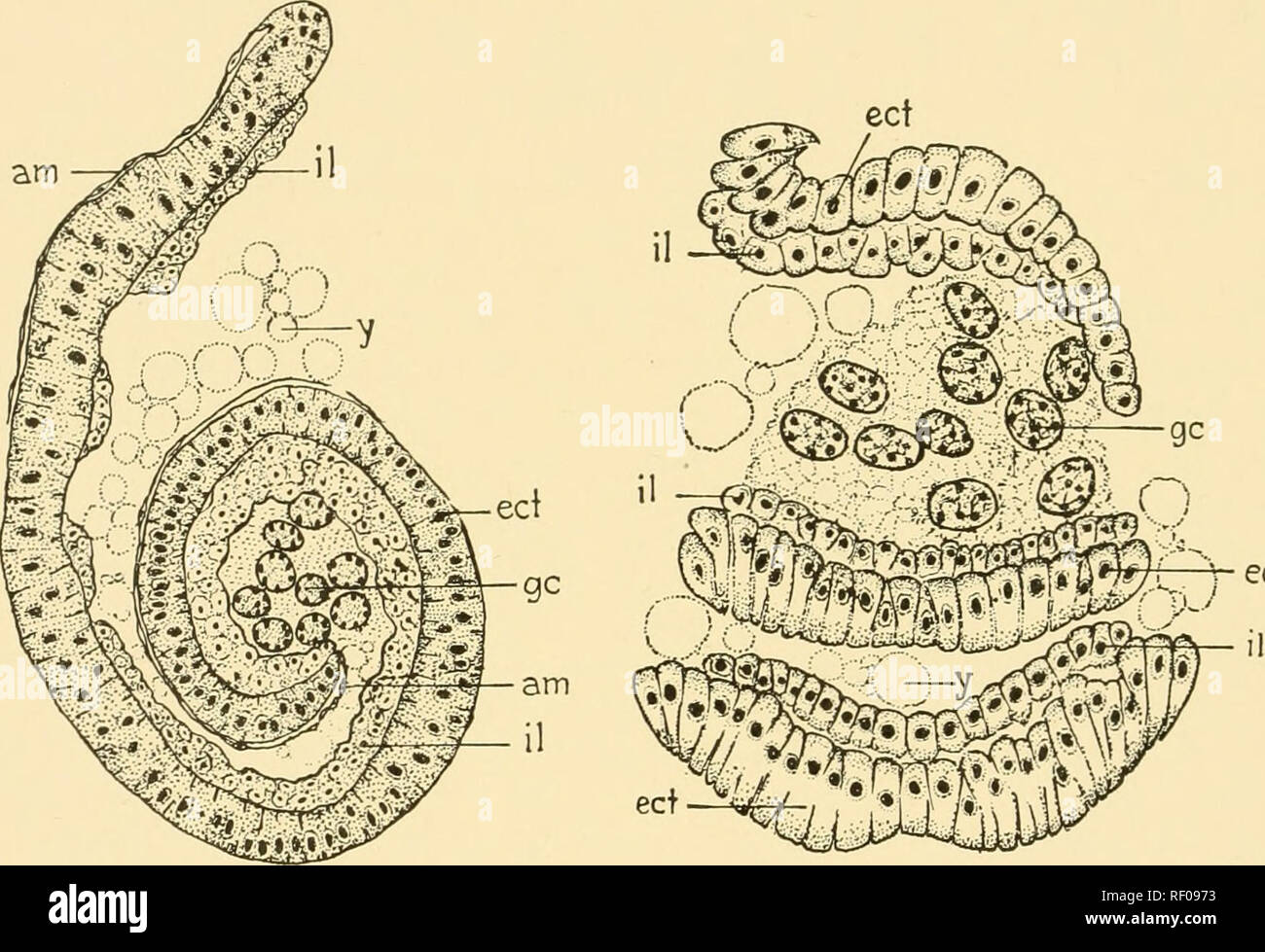 . Embryology of insects and myriapods; the developmental history of ...