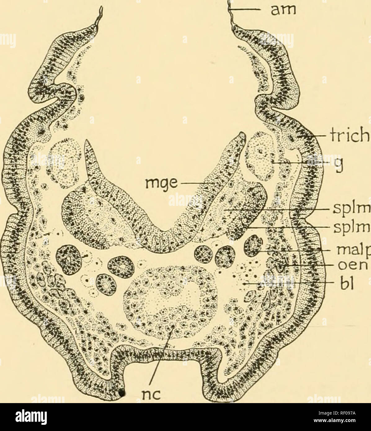 . Embryology of insects and myriapods; the developmental history of ...