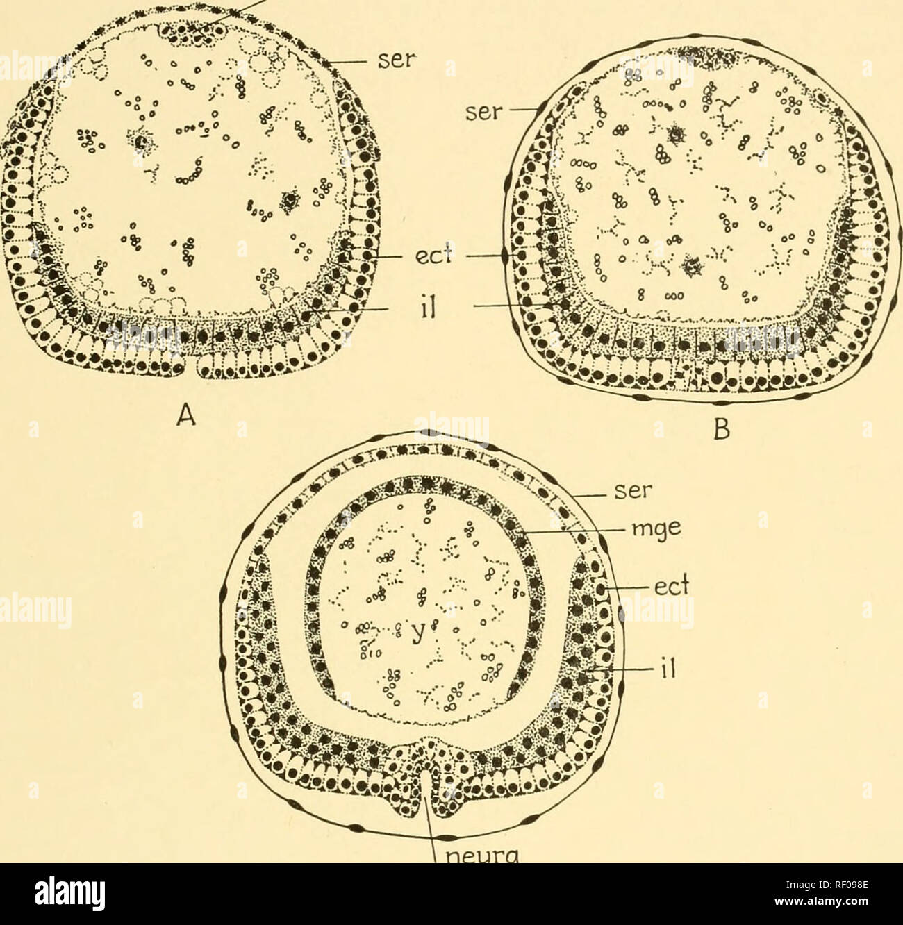 . Embryology of insects and myriapods; the developmental history of ...