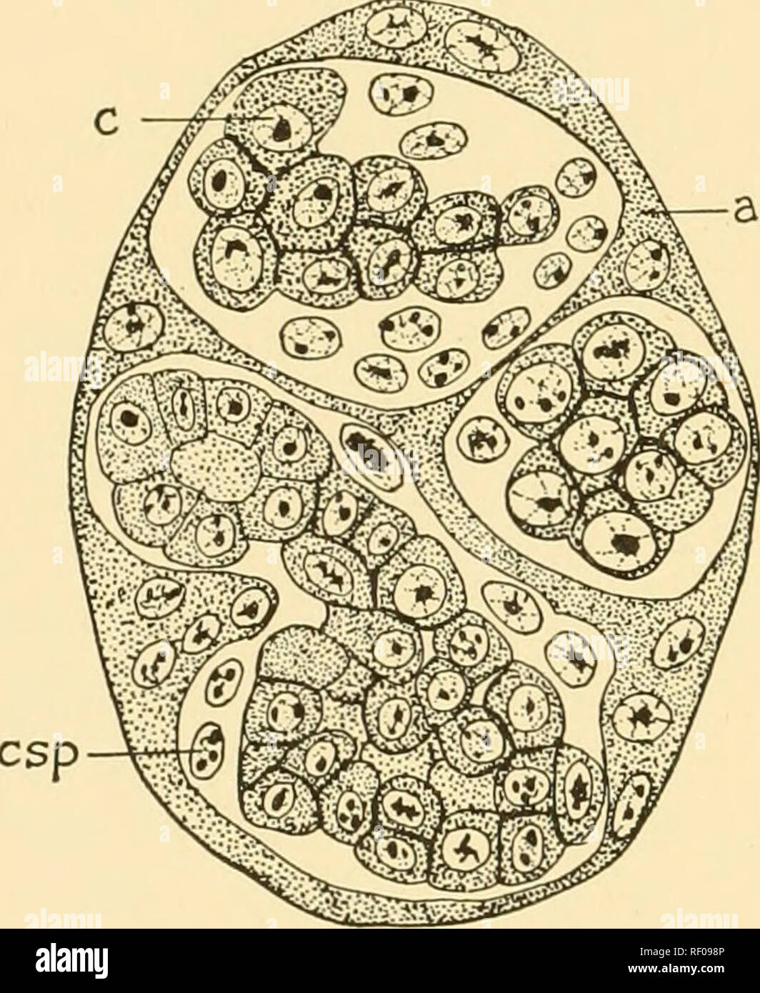 . Embryology of insects and myriapods; the developmental history of ...