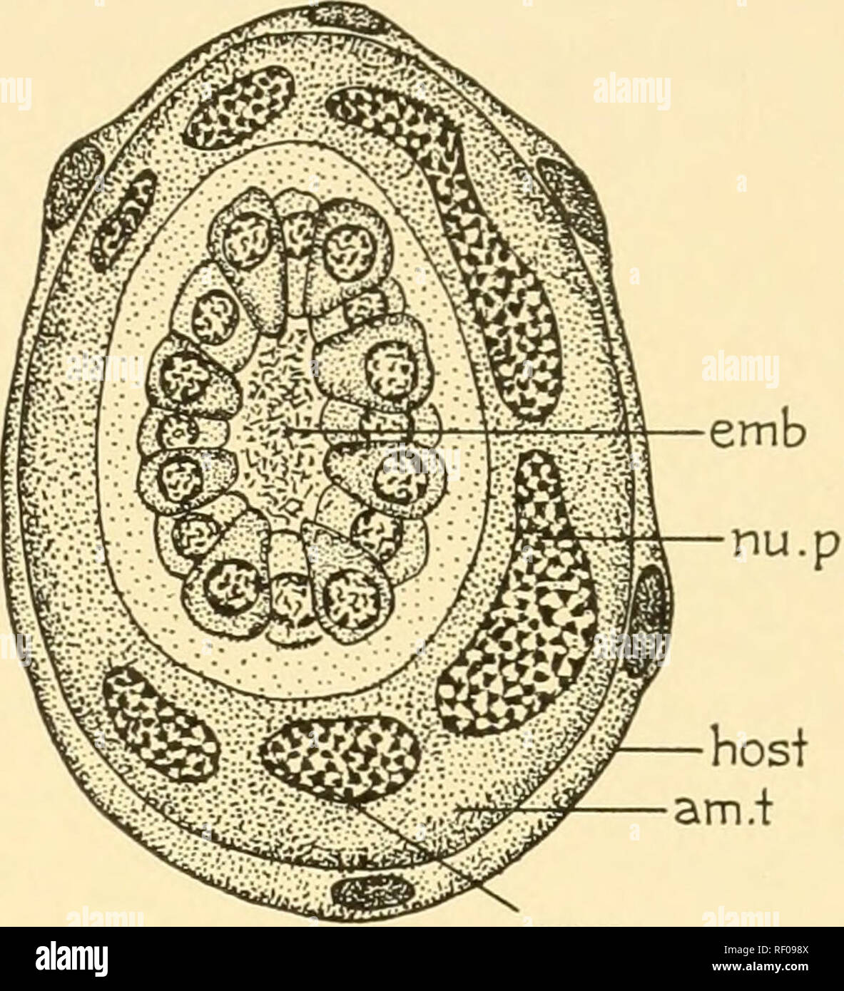 . Embryology of insects and myriapods; the developmental history of ...