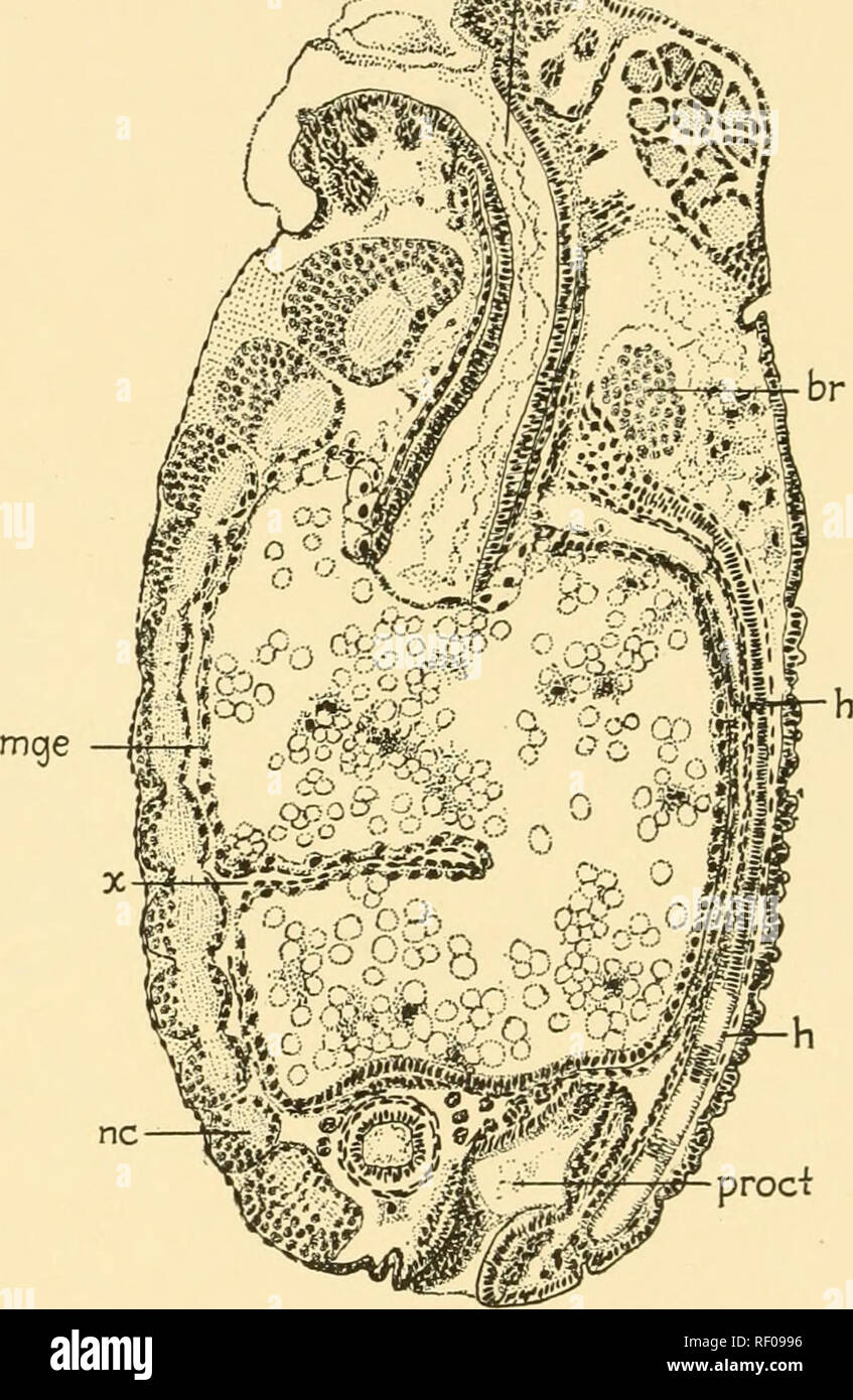 . Embryology of insects and myriapods; the developmental history of ...