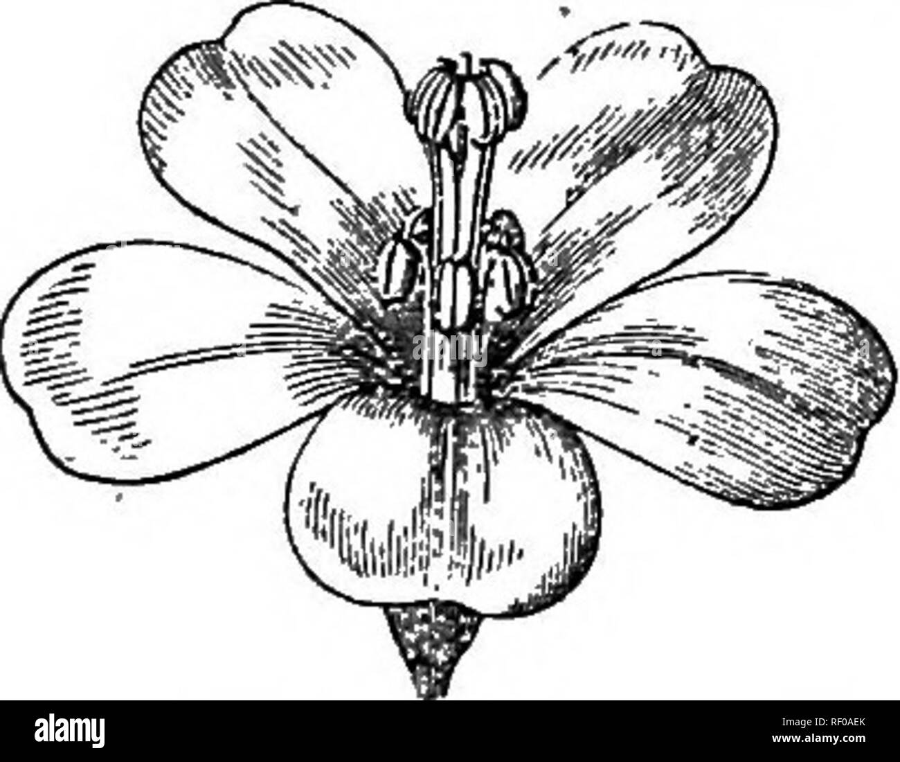 Two largest petals Black and White Stock Photos & Images - Alamy