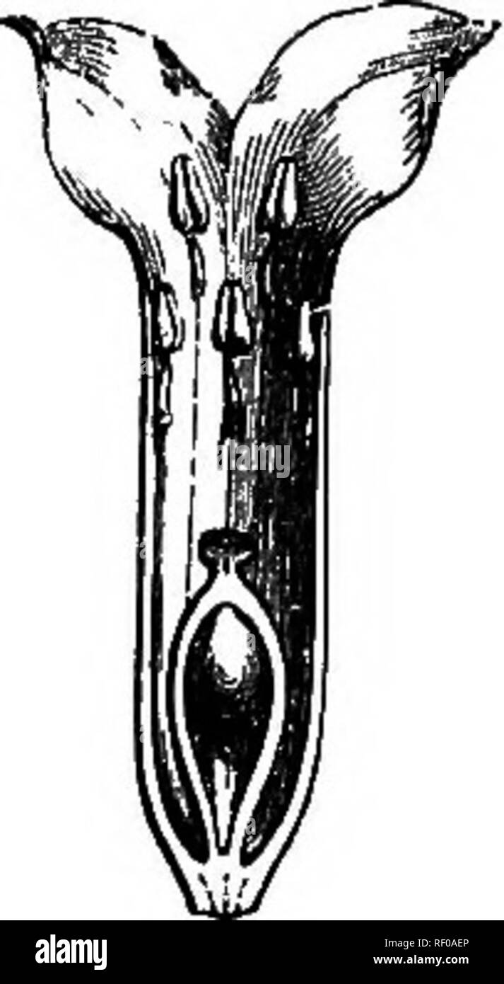 . The natural history of plants. Botany. Fig. 83. Long, sect. of,flower ...