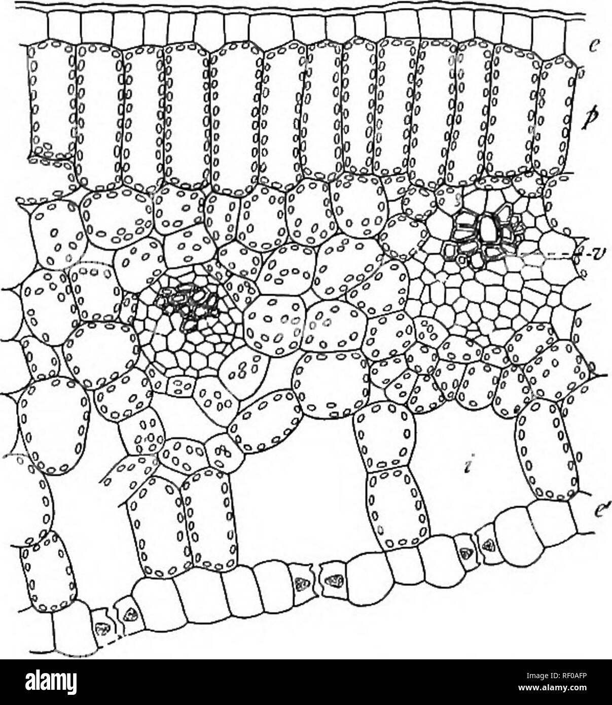 Spongy Mesophyll Cell Diagram