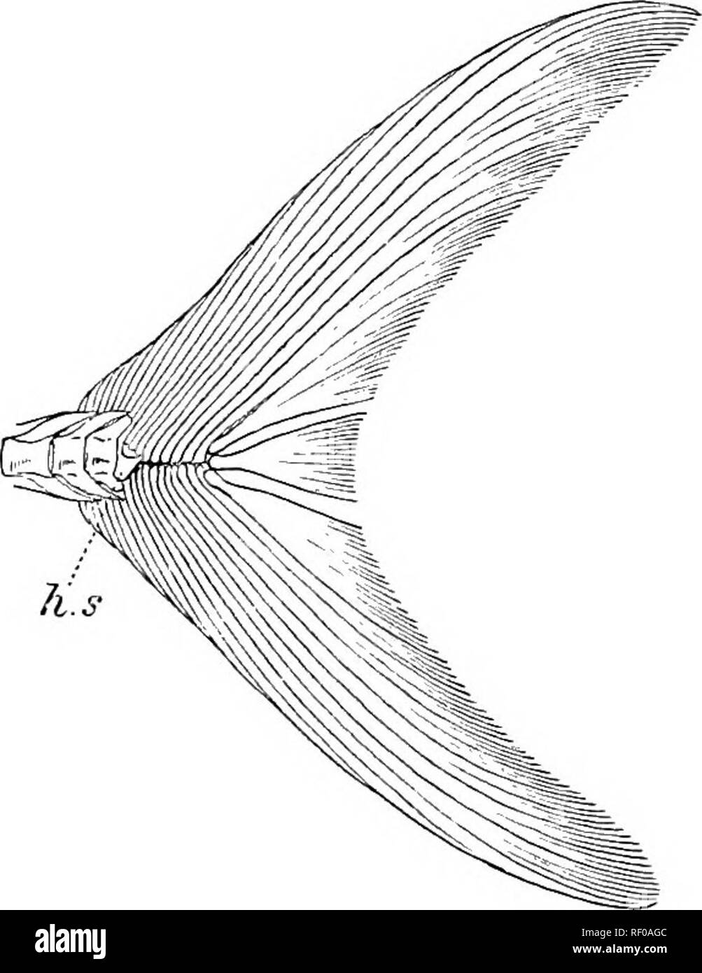 Well developed spines Black and White Stock Photos & Images - Alamy