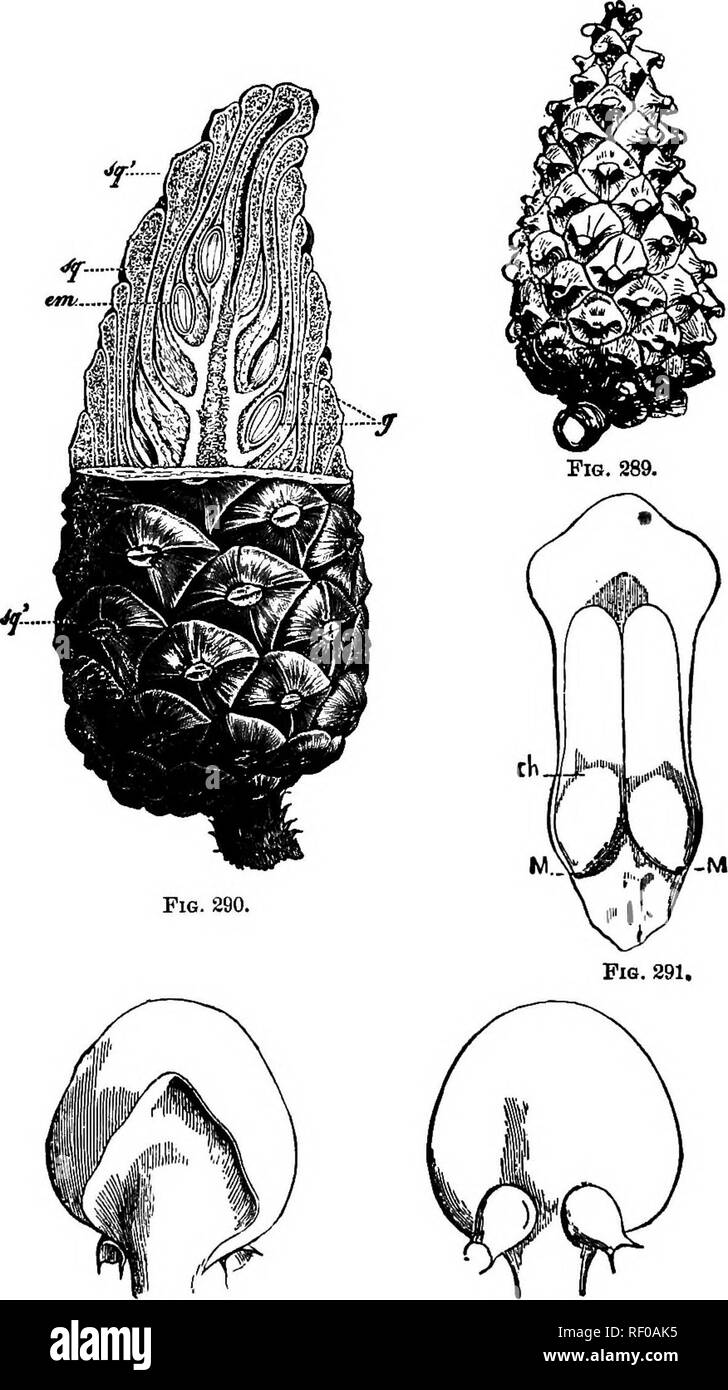 . Botany for high schools and colleges. Botany. 398 BOTANY.. Fig. 298 ...