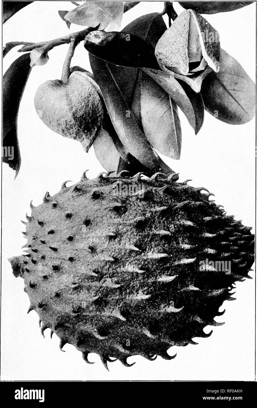 Flowers of guam Black and White Stock Photos & Images - Alamy