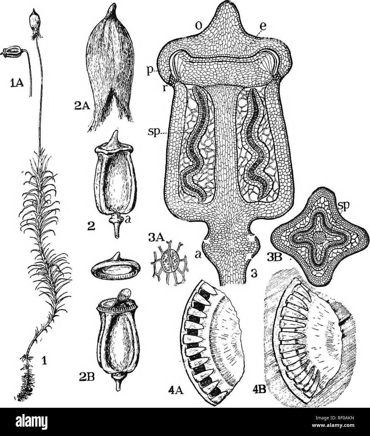 Polytrichum moss sporophyte hi-res stock photography and images - Alamy