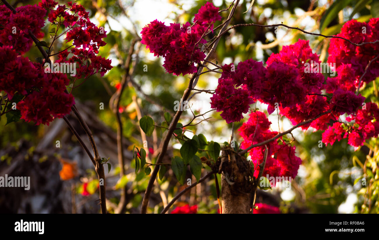 tropical pink flower Bougainvillea on Bali island, Indonesia Stock ...